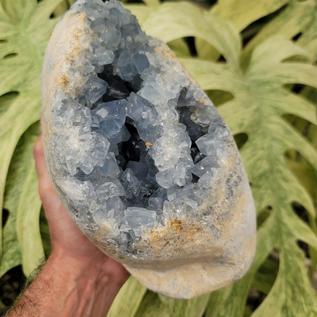 Celestite Geode (17 lbs _ S-96) – Steve's Leaves