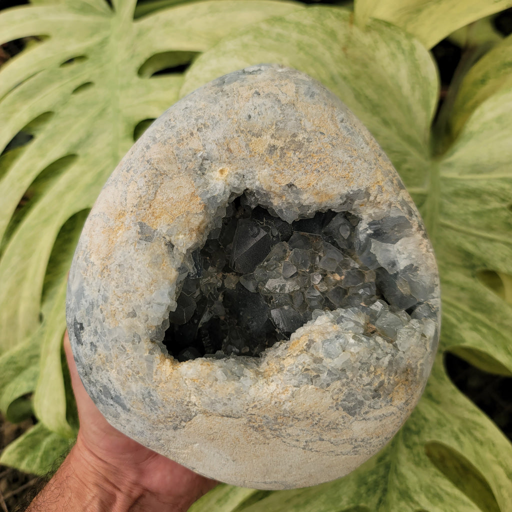 Celestite Geode (12.0 lbs _ S-107) – Steve's Leaves