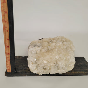 New Plants | Steve's Leaves Exotic Plants, Tropical Plants & More