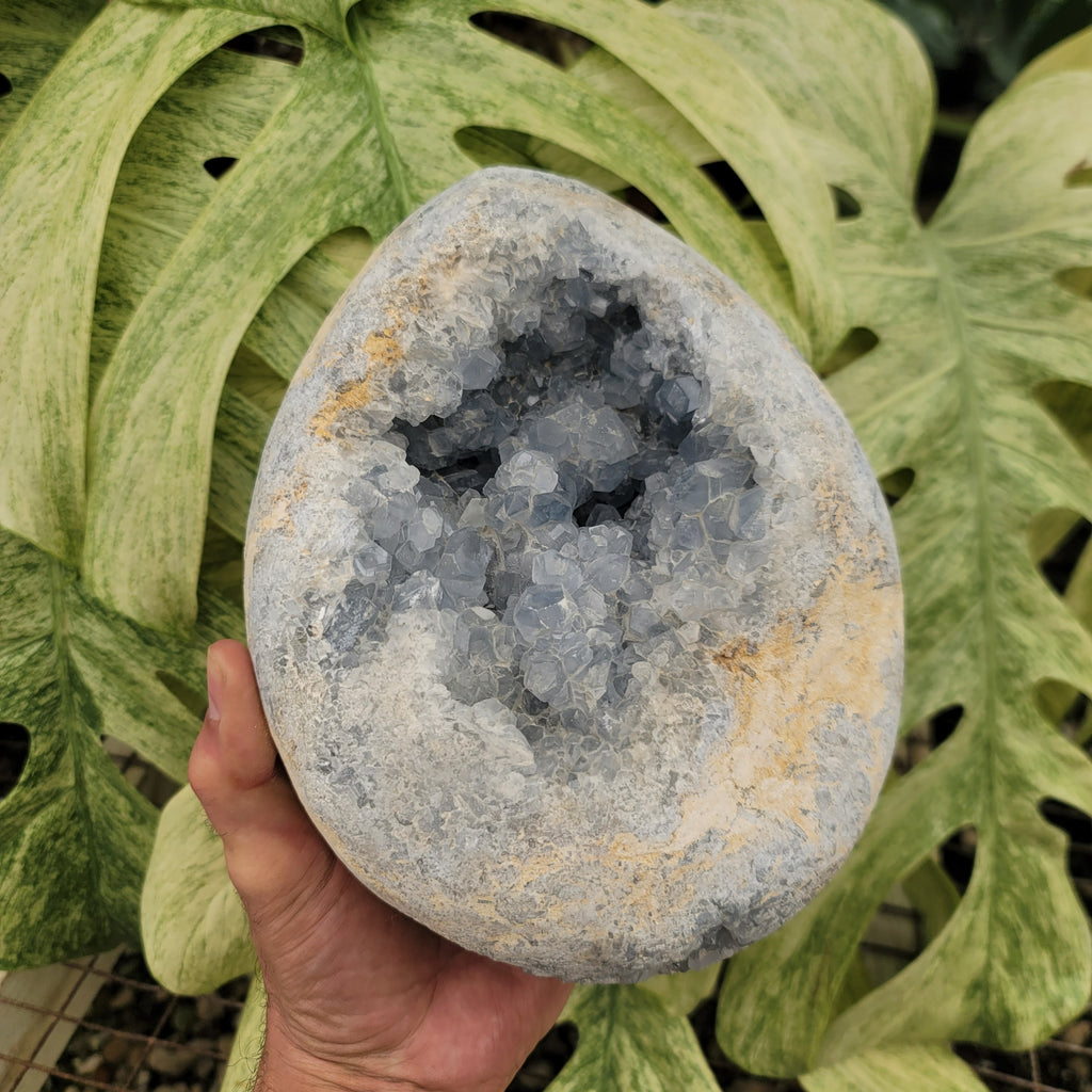 Celestite Geode (14.6 lbs _ S-229) – Steve's Leaves