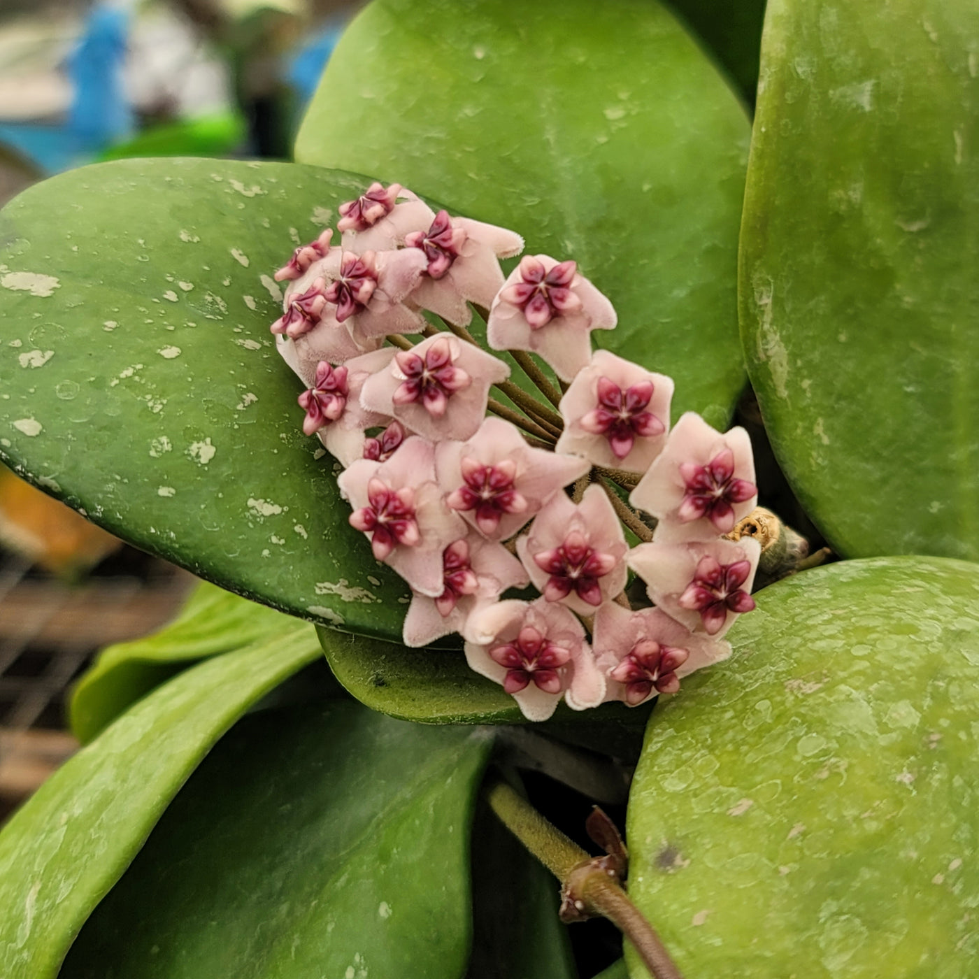 Hoya obovata – Steve's Leaves