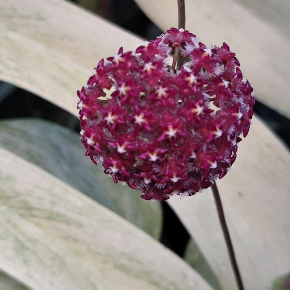 Hoya Mindorensis Red Flower | Plant w/ Red Flower Clusters | Steve's Leaves