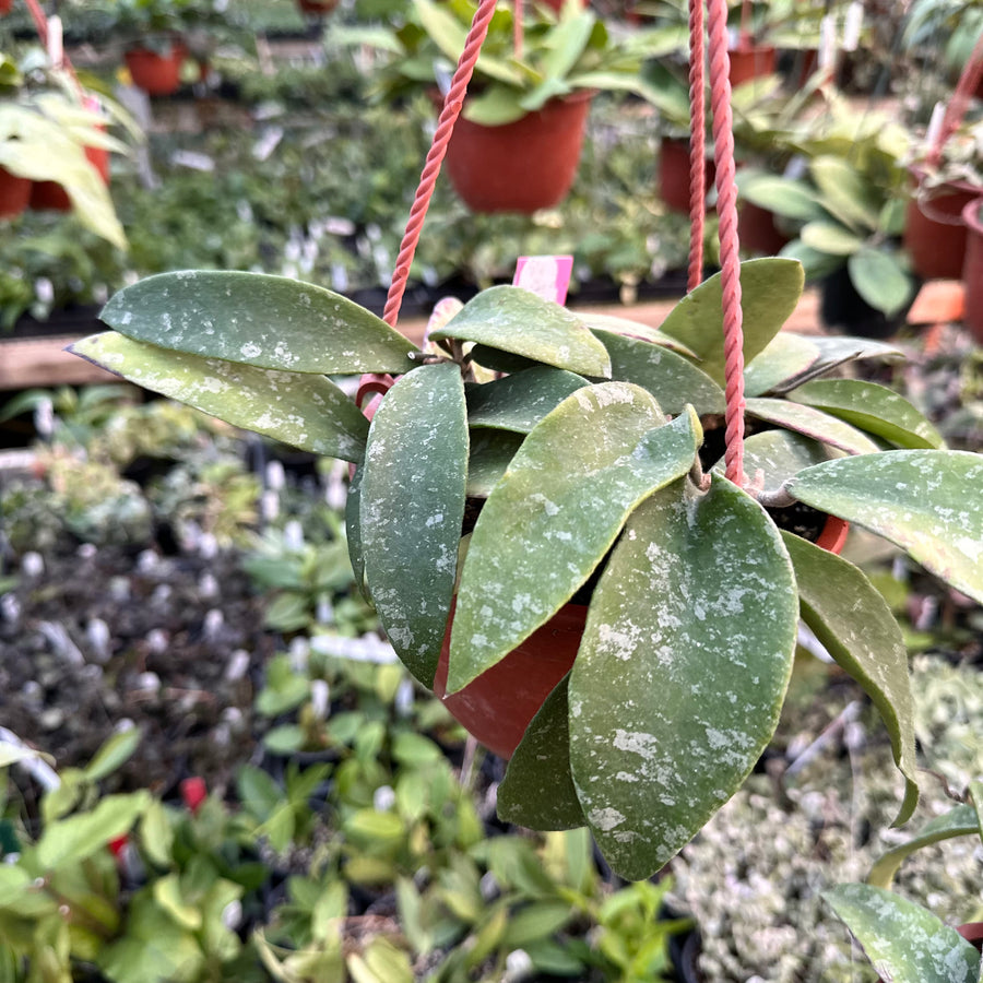 Rare Hoya Plants For Sale | Tropical & Exotic Houseplants | Steve's ...
