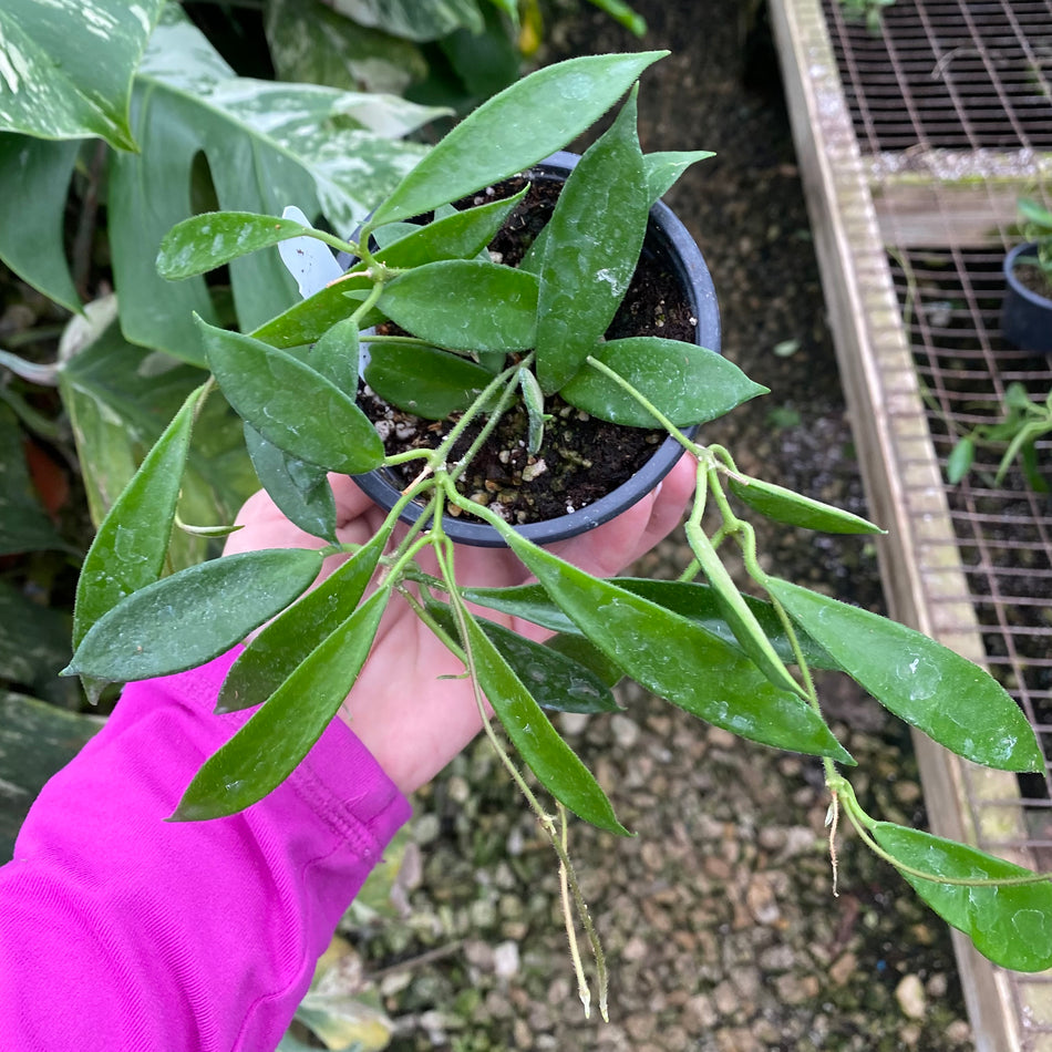 Rare Hoya Plants for Sale | Tropical & Exotic Houseplants | Steve's ...
