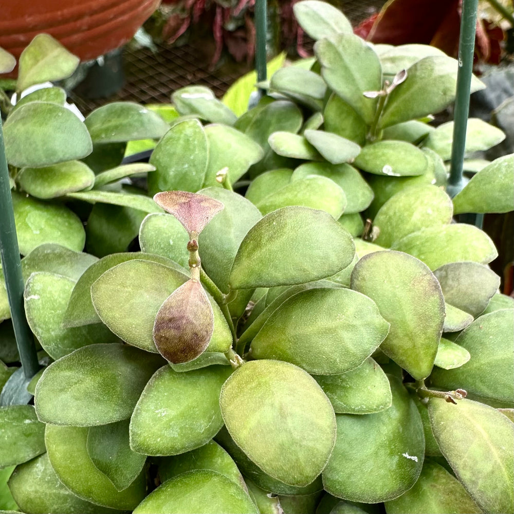 Hoya panchoi – Steve's Leaves