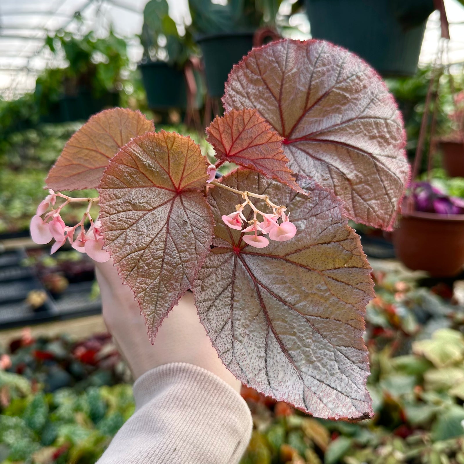 Begonia U093 – Steve's Leaves