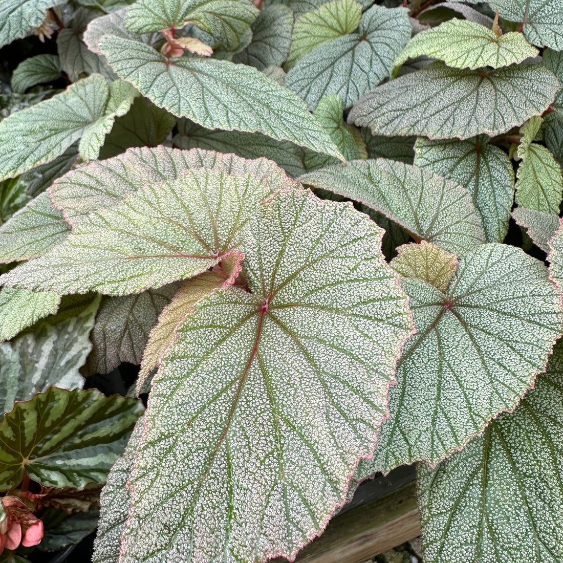Begonia Sinbad | Exotic Begonia Varieties | Steve's Leaves