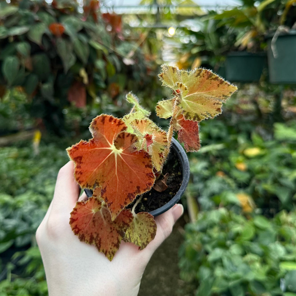 Begonia Peter Piper | Fall Color Begonia Houseplant | Steve's Leaves