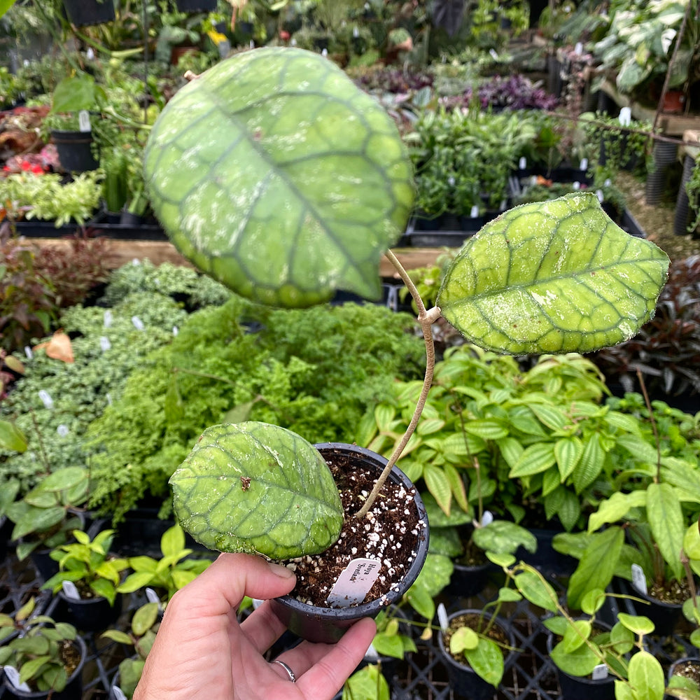Rare Hoya Plants For Sale | Tropical & Exotic Houseplants | Steve's ...