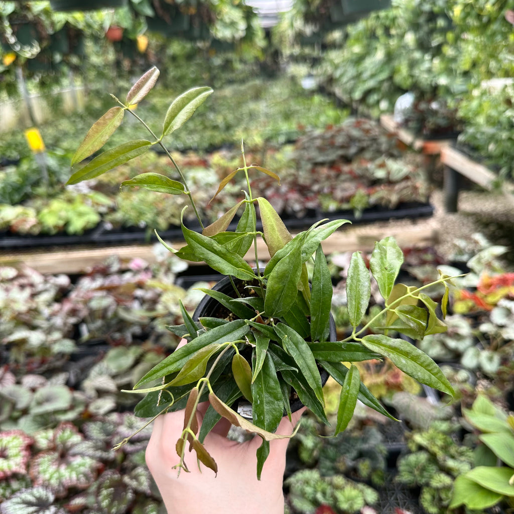 Hoya paradisea – Steve's Leaves