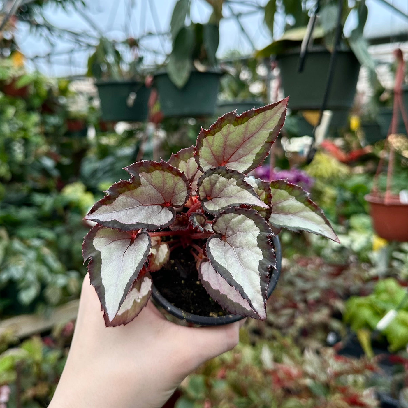 Begonia 'Reggae' – Steve's Leaves