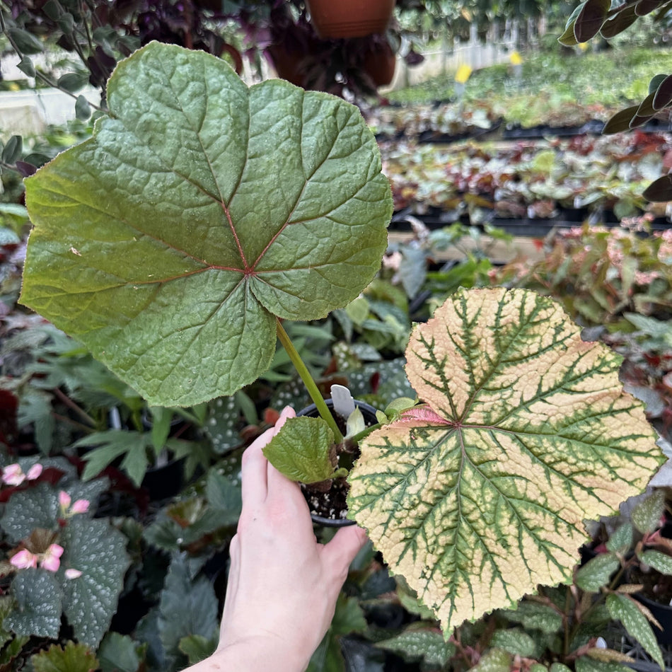 Begonia 'Gideon' – Steve's Leaves