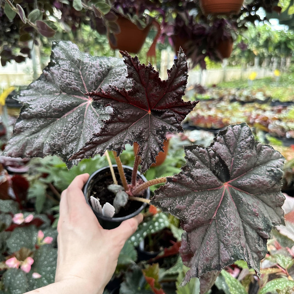 Begonia 'Steve's Leaves Blizzard Bloom'