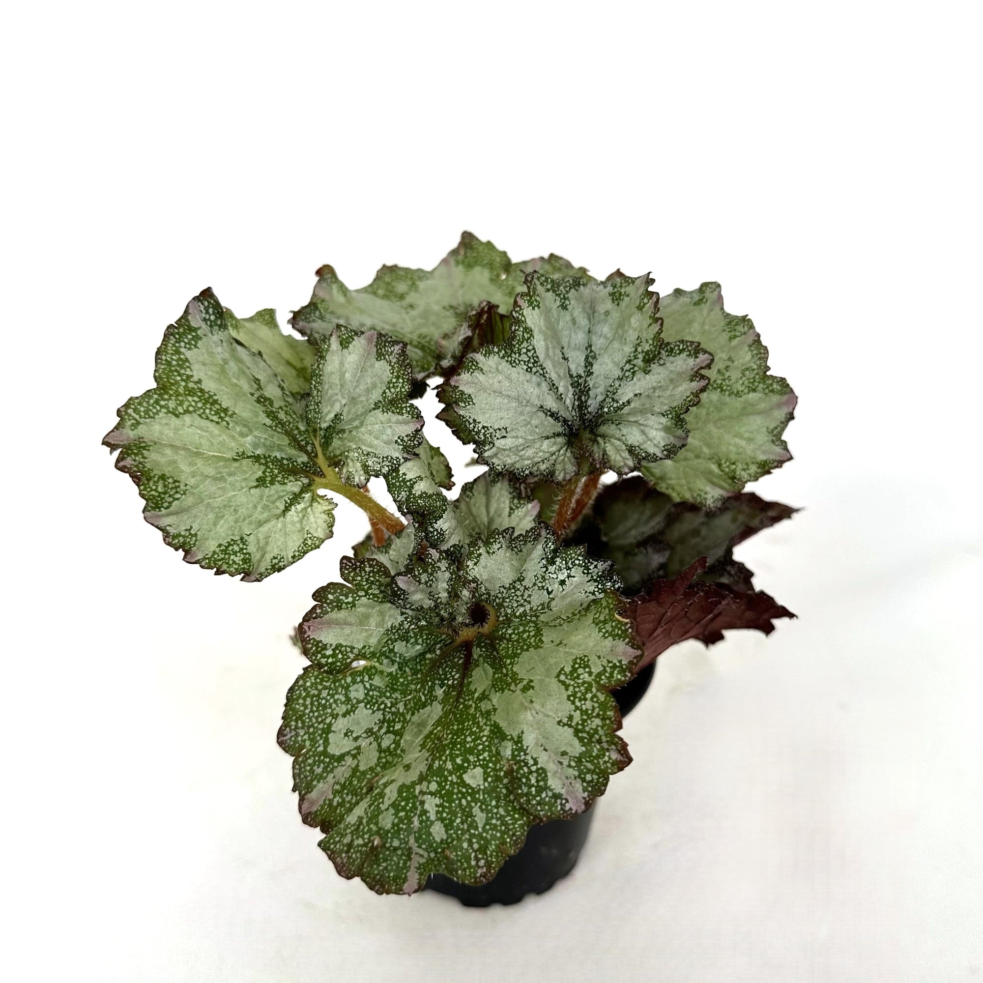 Begonia '50 Shades of Gray' | Steve's Leaves Begonia Exotic Plants