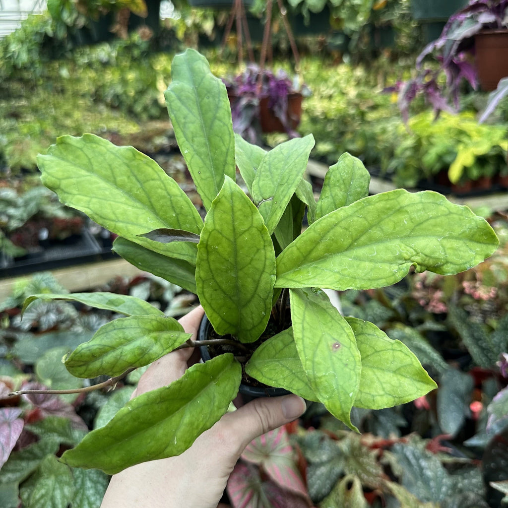 Hoya 'Breelyn' – Steve's Leaves