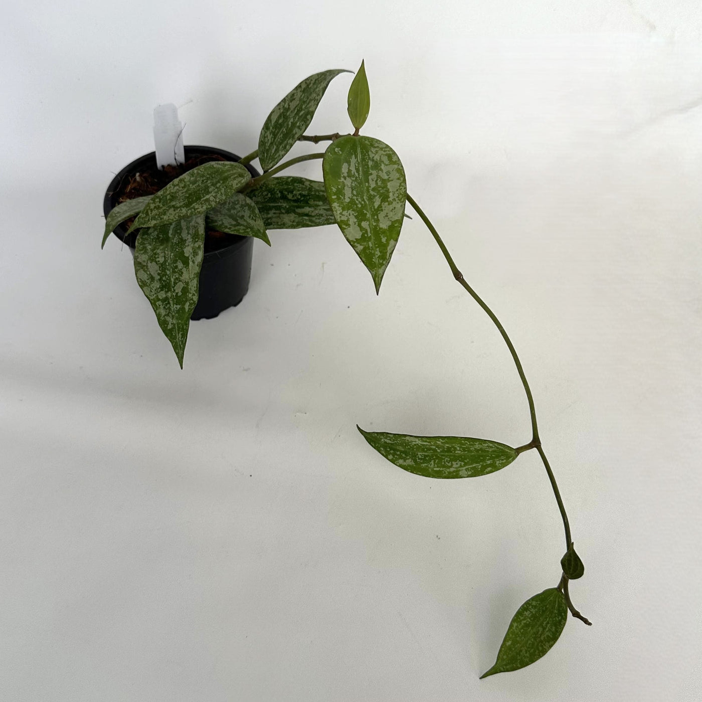 Hoya macrophylla (Splash) – Steve's Leaves