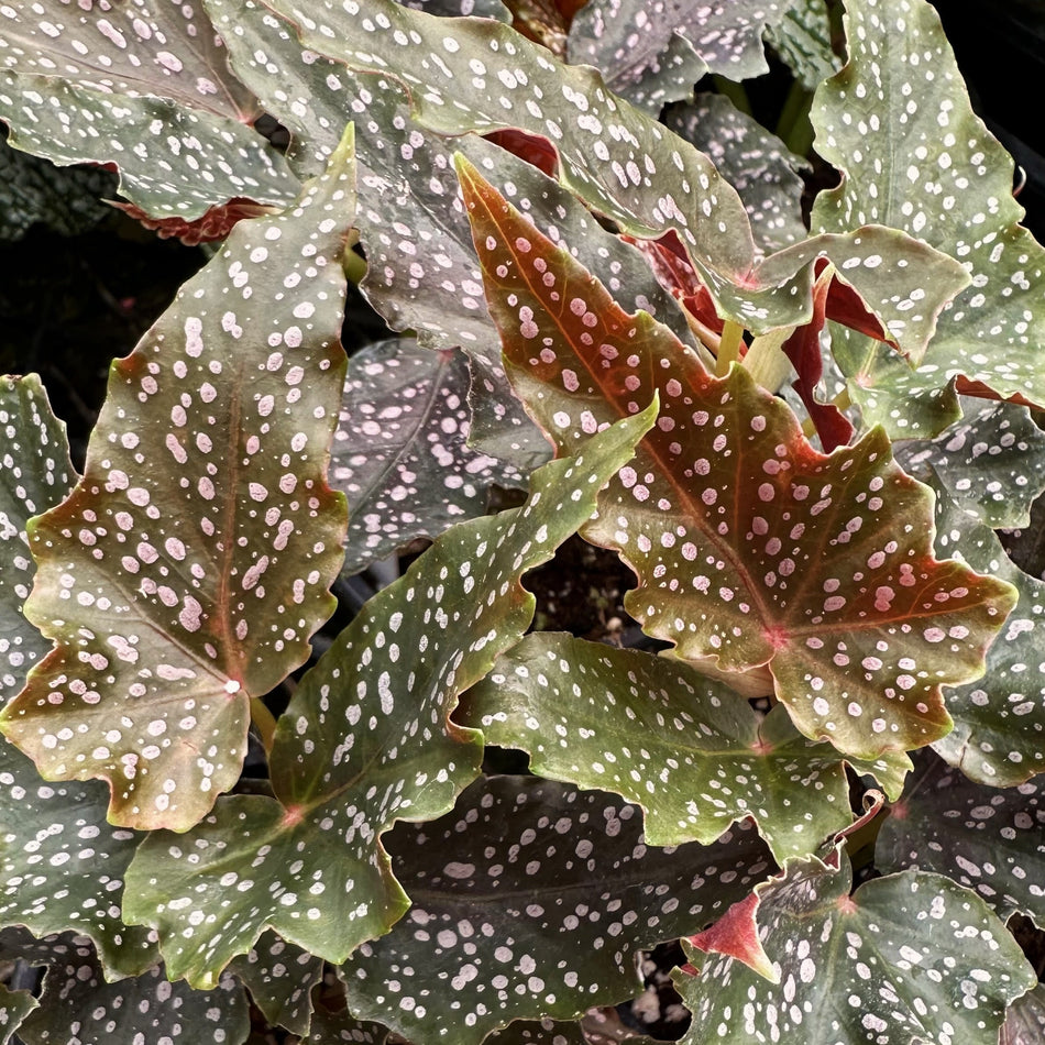 Begonia 'Aerial' | Steve's Leaves Begonia Exotic Plants