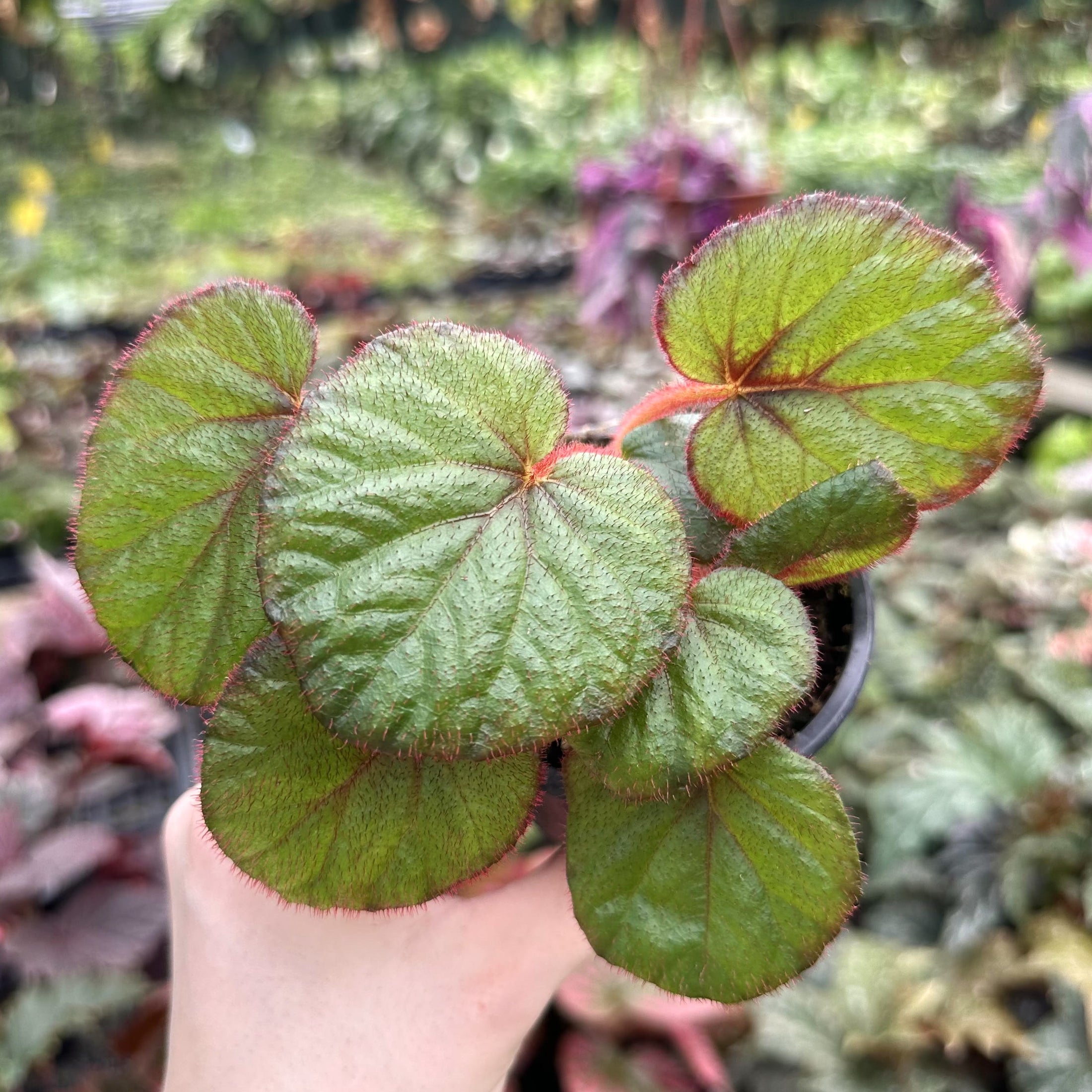 Begonia 'Fireflush' | Steve's Leaves Begonia Exotic Plants