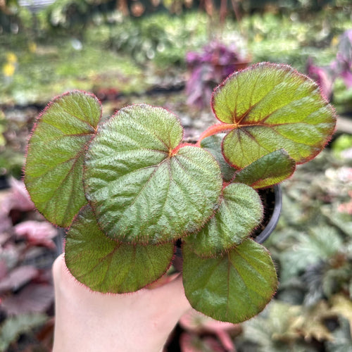 Begonia 'Fireflush' | Steve's Leaves Begonia Exotic Plants