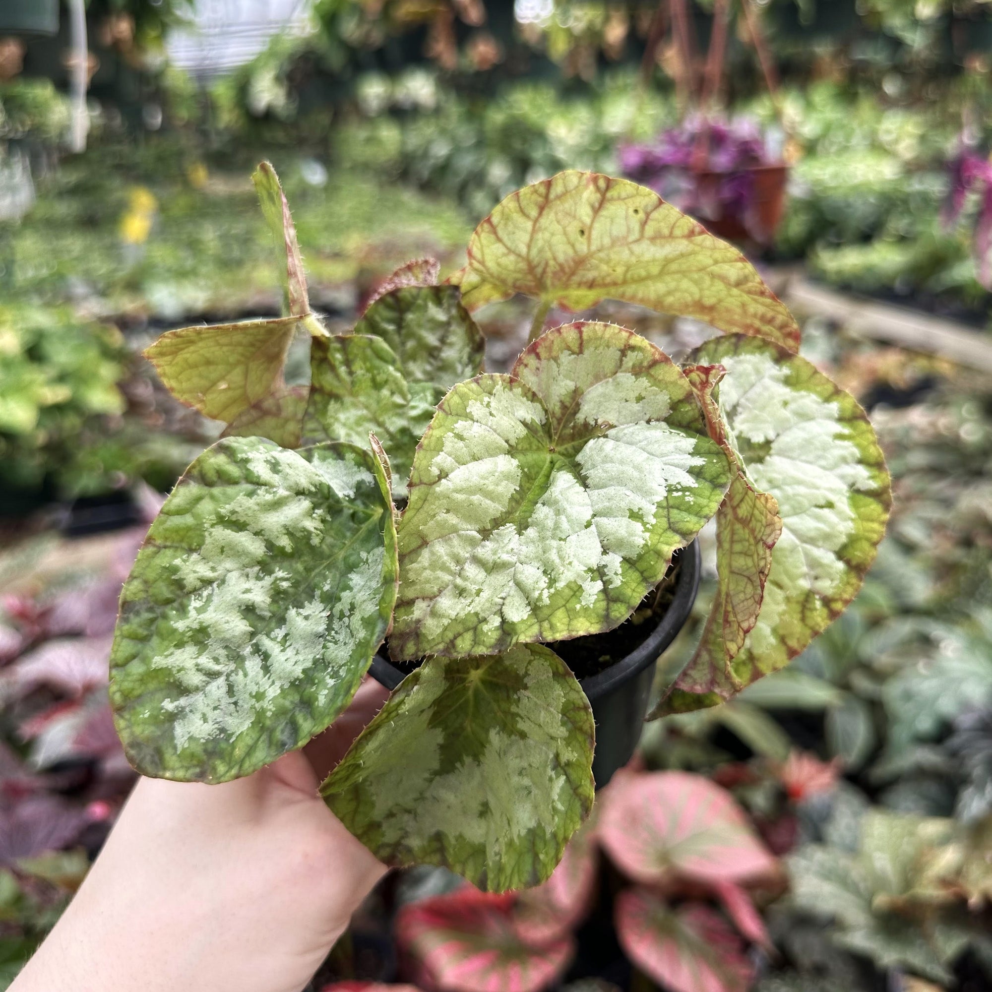 Begonia 'Elephant Ear' | Steve's Leaves Begonia Exotic Plants