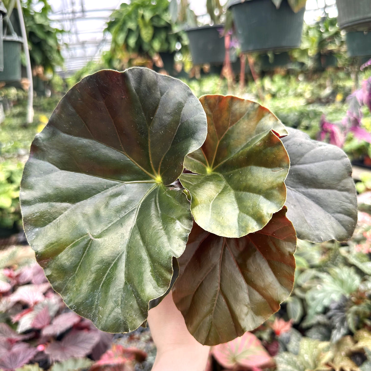 Begonia 'Alice Faye' | Steve's Leaves Begonia Exotic Plants