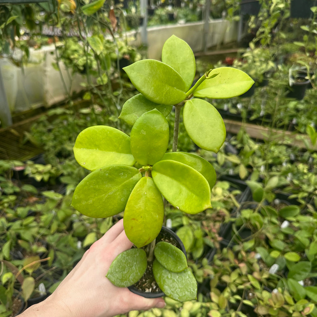 Hoya sp. UT-036 West Timor – Steve's Leaves