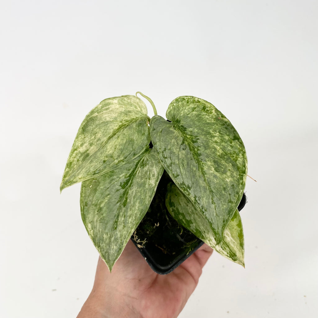 Z-4739 - Scindapsus pictus 'Peasun' – Steve's Leaves
