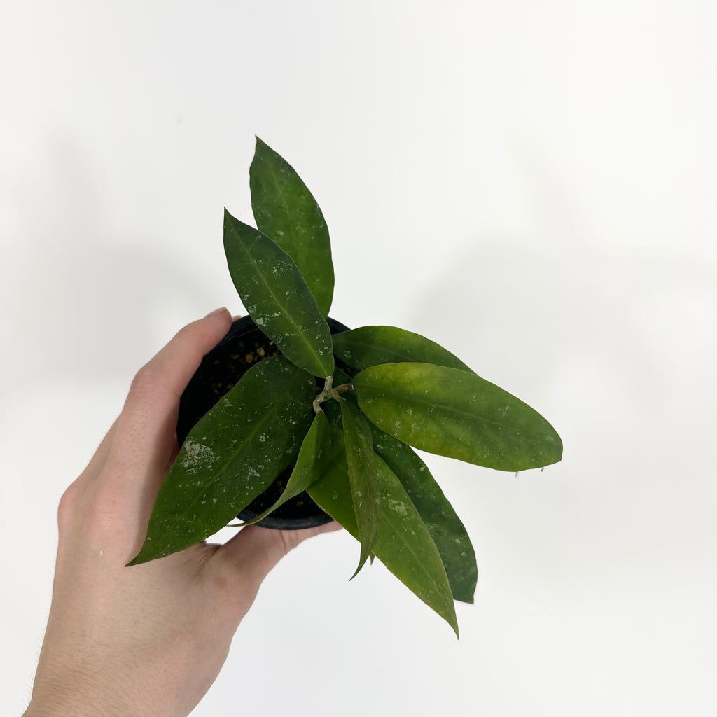 Z-4709 - Hoya ruthiae – Steve's Leaves