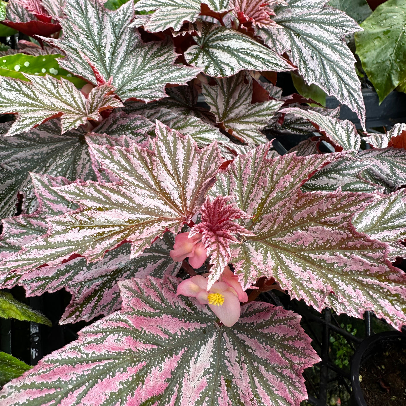Begonia Pink Plant | Exotic Leaf Houseplant | Steve's Leaves