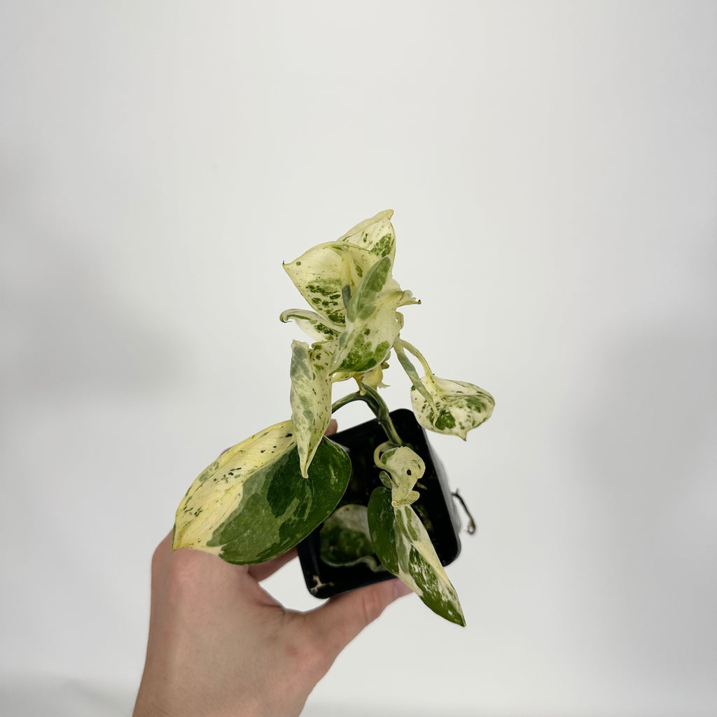 Z-4719 - Scindapsus pictus ‘Mangurai’ variegated – Steve's Leaves