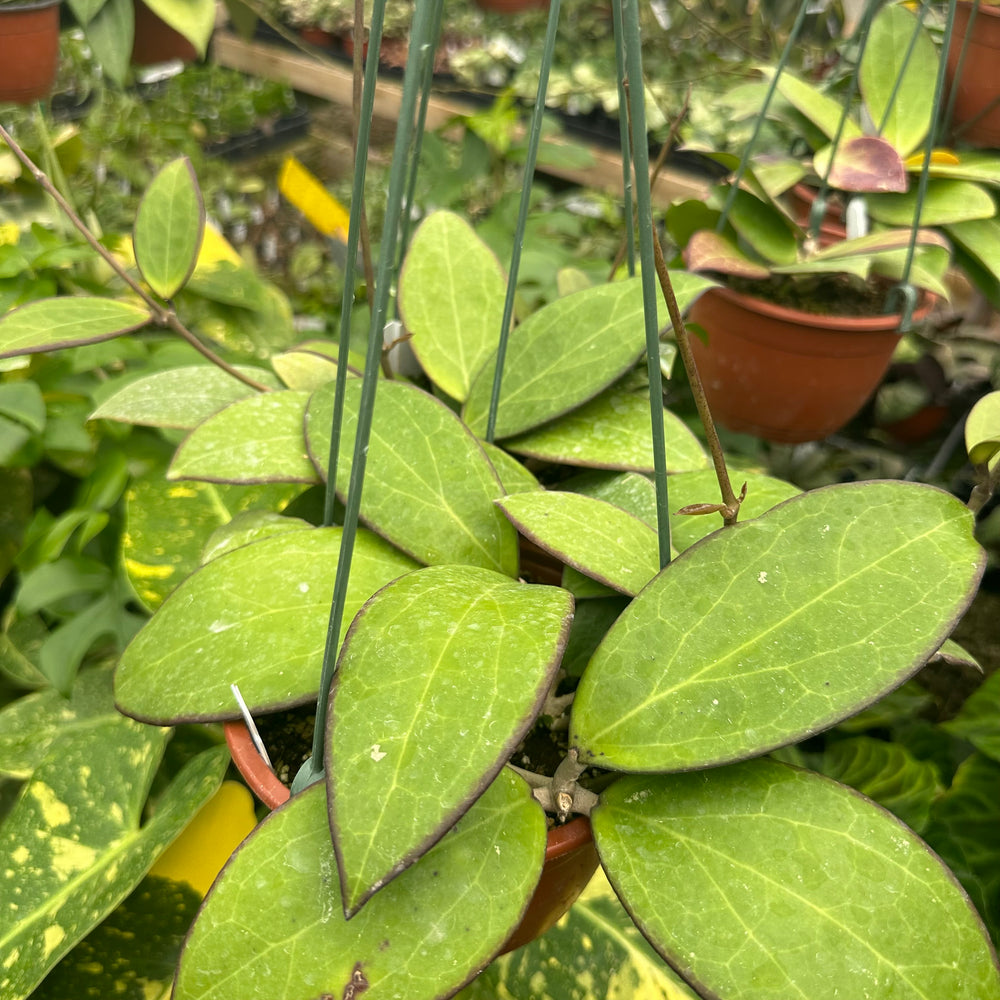 Hoya MB1502 – Steve's Leaves