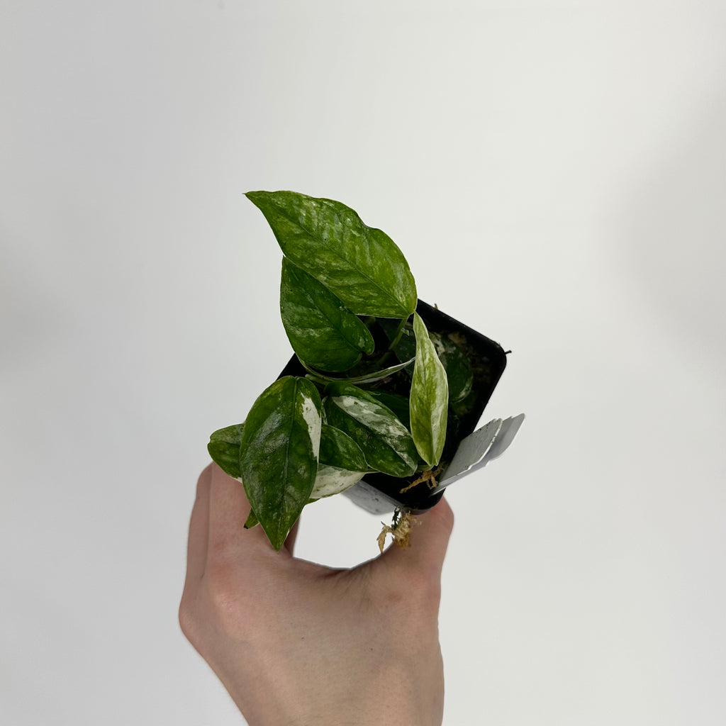 Z-4644 - Epipremnum Hanoman Sp. Bali – Steve's Leaves