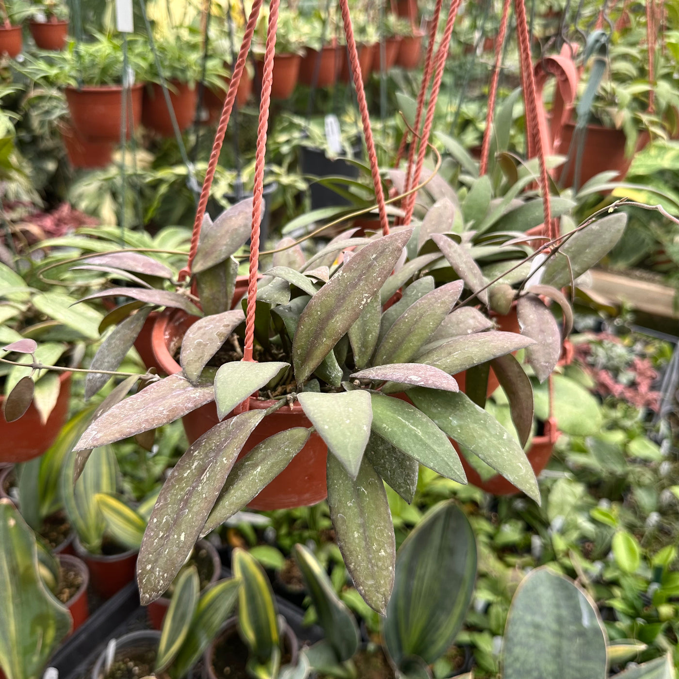 Hoya sp. Sabah Dragonfly | Vine w/ White-Splashed Leaves | Steve's Leaves