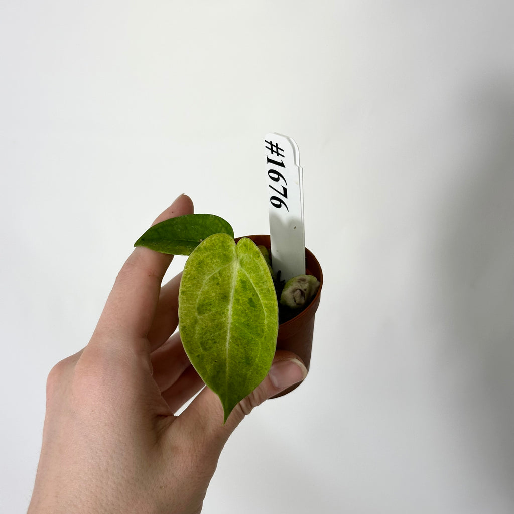 Anthurium Arnold Schwarzenegger' x 'Purple Yurple' [#1676] – Steve's Leaves