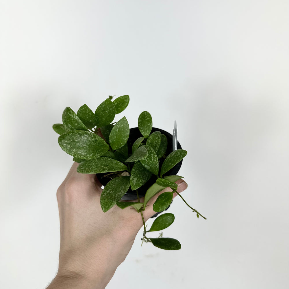 Rare Hoya Plants for Sale | Tropical & Exotic Houseplants | Steve's Leaves