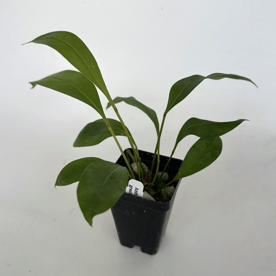 Anthurium gracile – Steve's Leaves