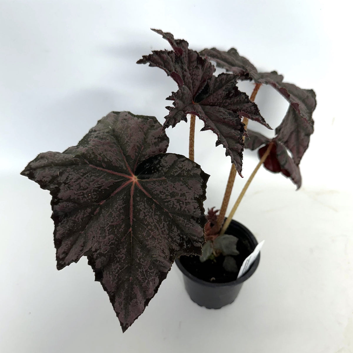 Begonia 'Steve's Leaves Blizzard Bloom'