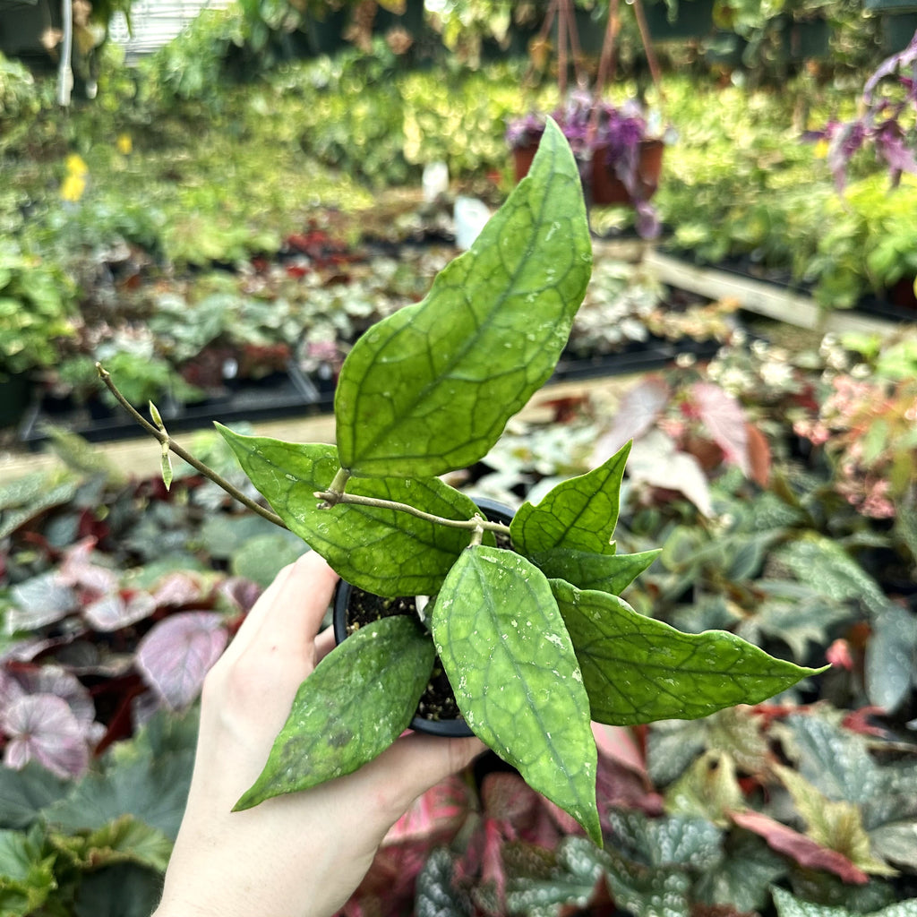 Hoya sp. Germany – Steve's Leaves