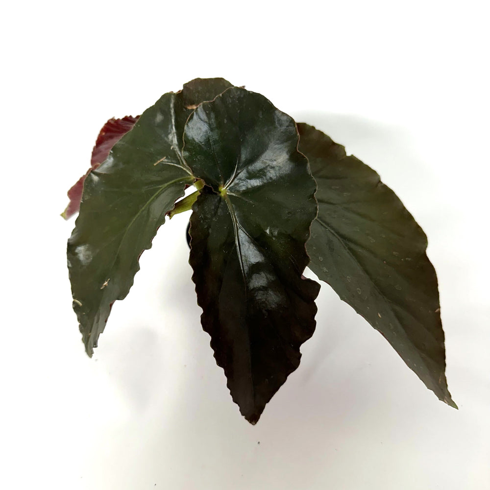 Begonias – Page 16 – Steve's Leaves