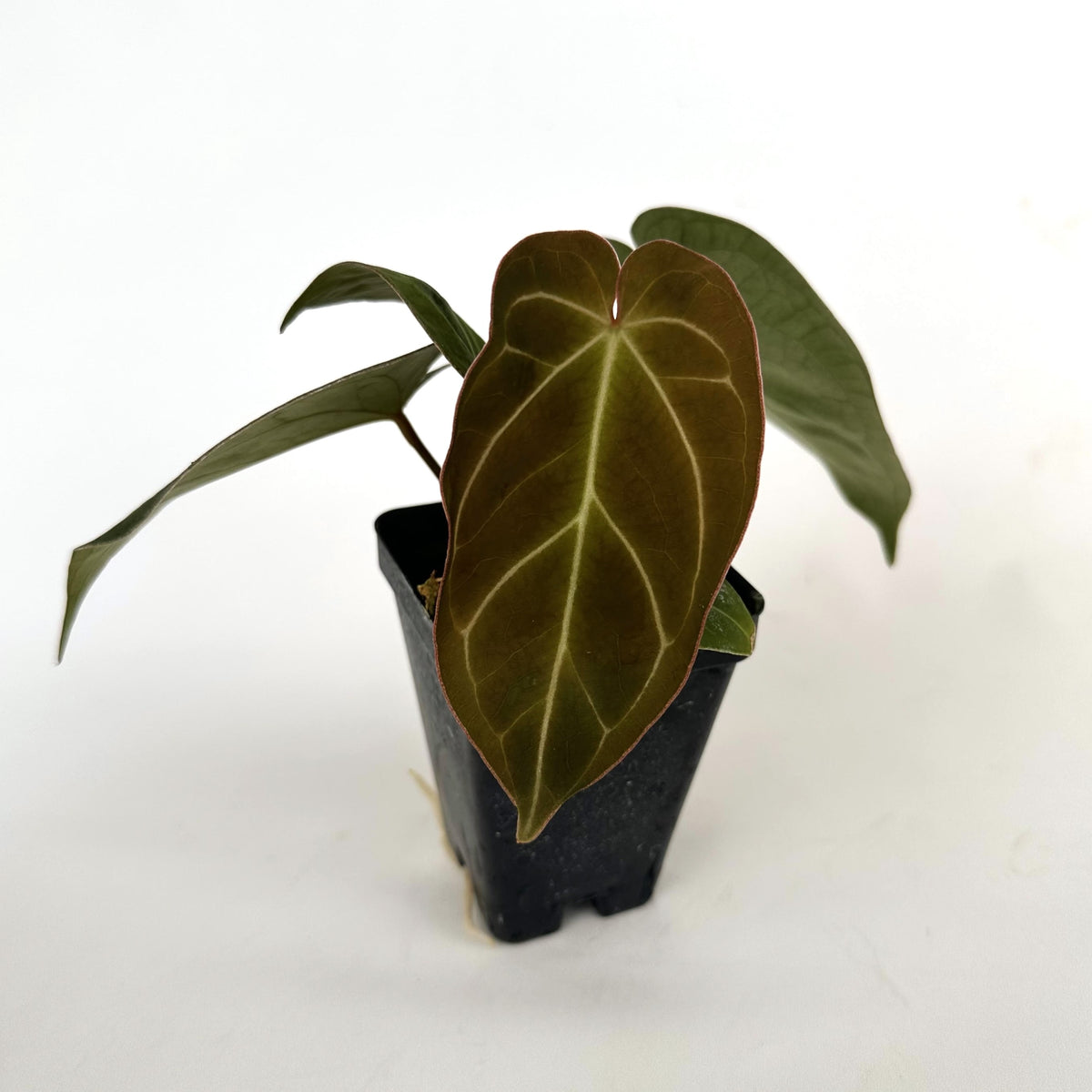 Anthurium 'King of Spades' x 'Doc Block F2' – Steve's Leaves