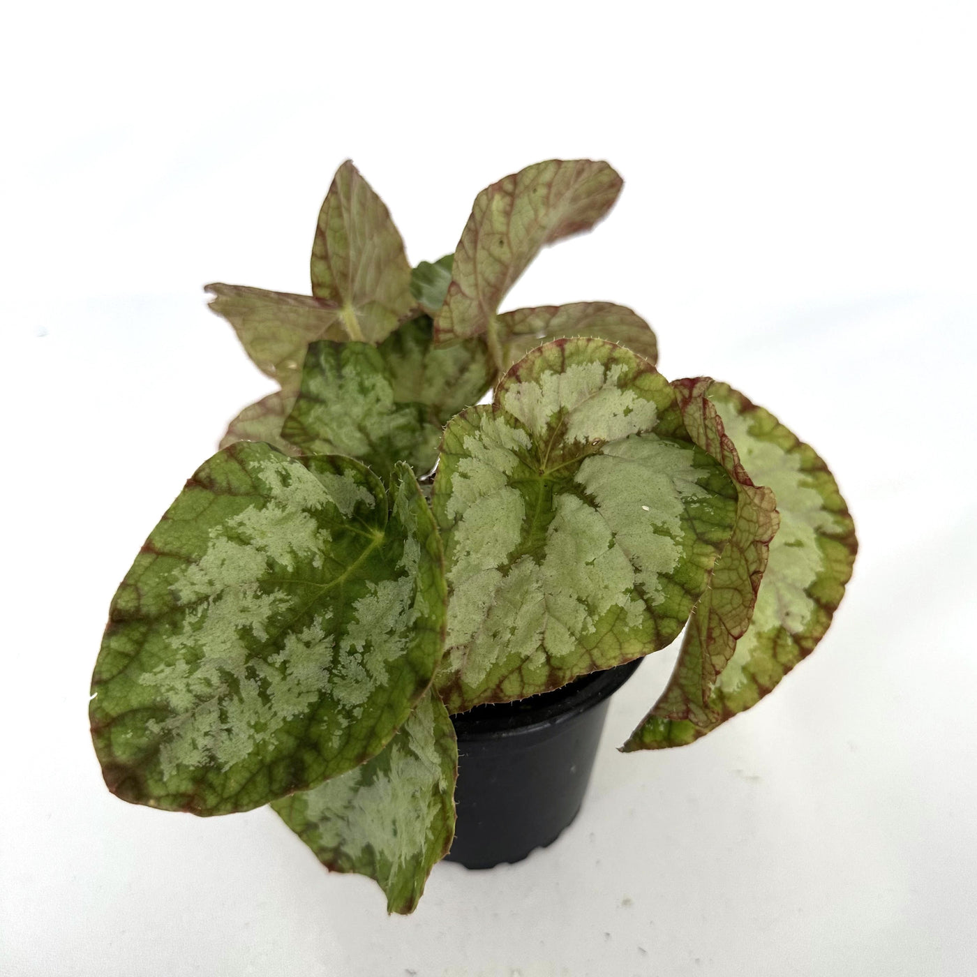 Elephant Ear Begonia with Giant Silver-Banded Leaves | Steve's Leaves
