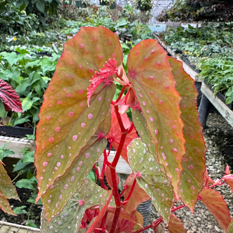 Begonia malachosticta – Steve's Leaves