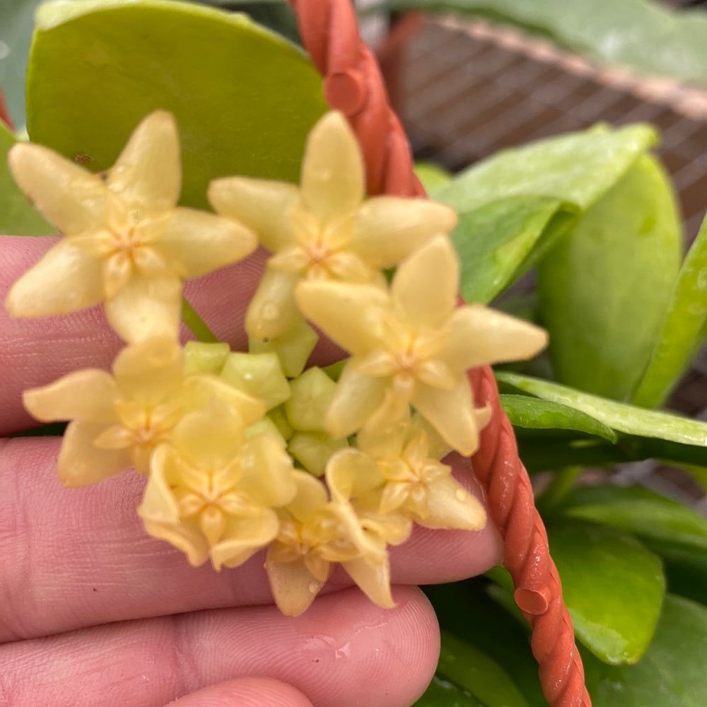 Hoya diptera | Steve's Leaves Apocynaceae Exotic Plants