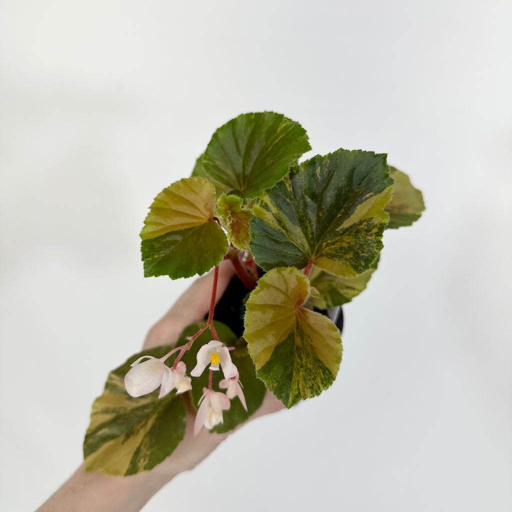 Z-4606 - Begonia cucullata (variegated) – Steve's Leaves