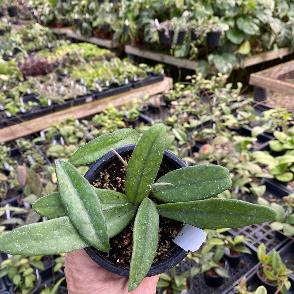 Rare Hoya Plants For Sale | Tropical & Exotic Houseplants | Steve's Leaves