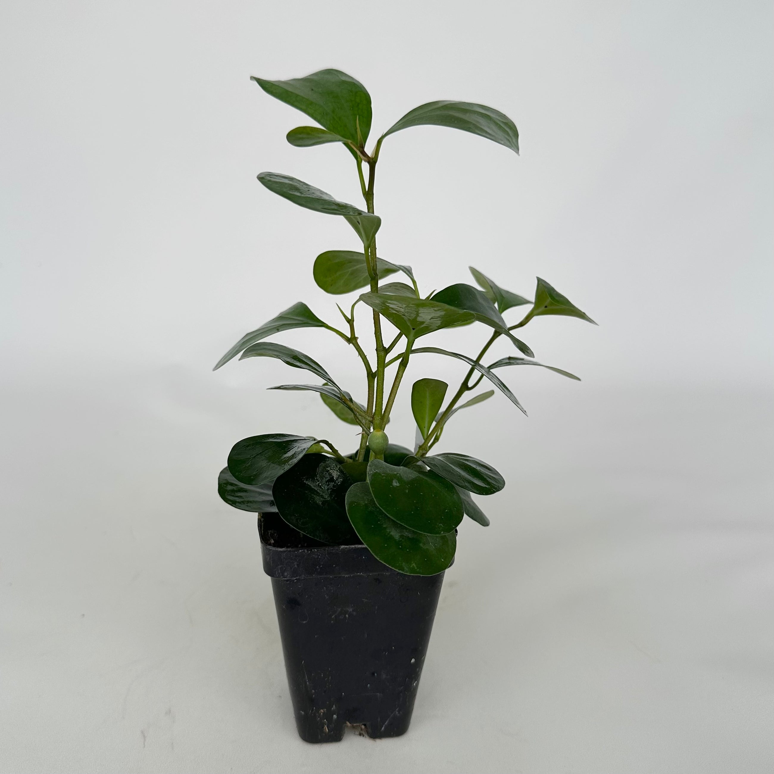 Ficus deltoidea – Steve's Leaves