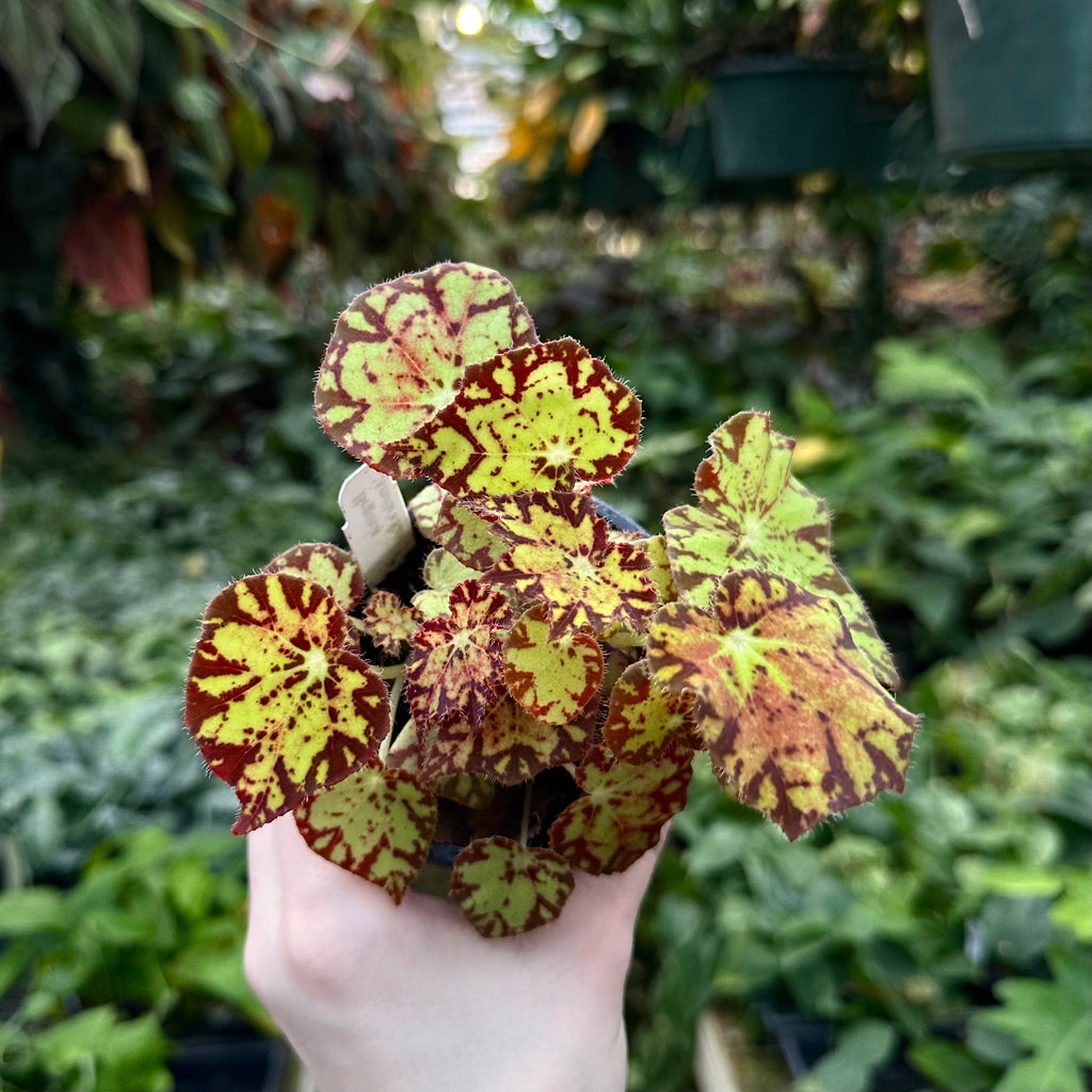 Begonia 'Amelia's Kaleidoscope' | Steve's Leaves Begonia Exotic Plants