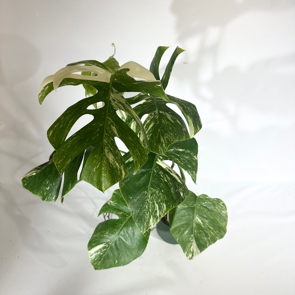 Monstera deliciosa var. borsigiana albo-variegata [#1804] – Steve's Leaves