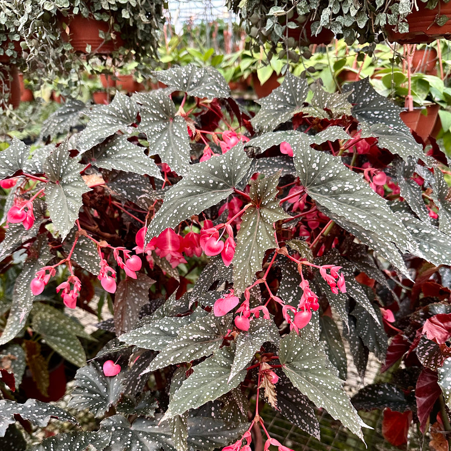 Bat Wing Begonia | Exotic Begonia Plant | Steve's Leaves