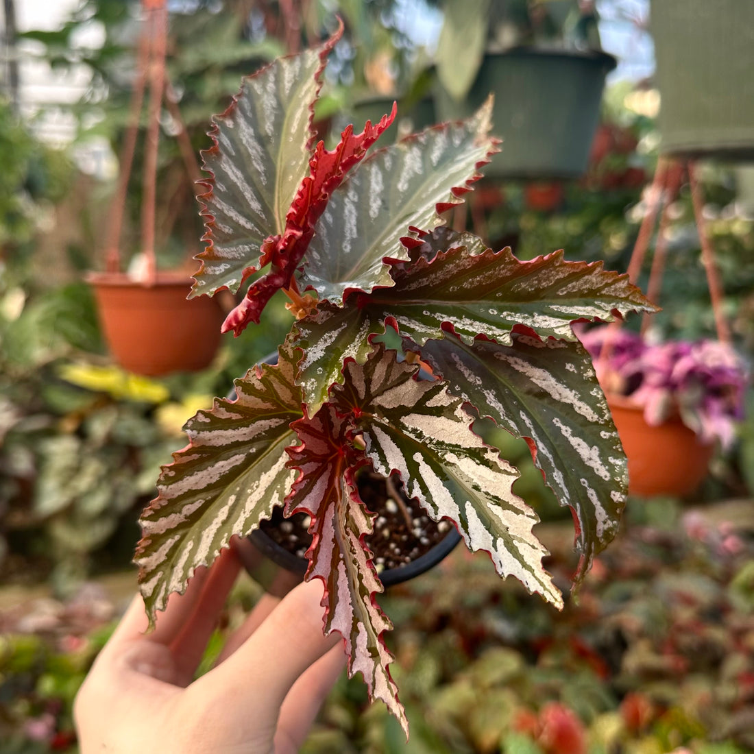 Begonia 'Guy Savard' | Steve's Leaves Begonia Exotic Plants